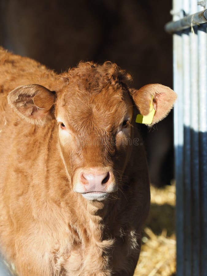Commercial Cow Headshot stock photo. Image of summer - 203464356
