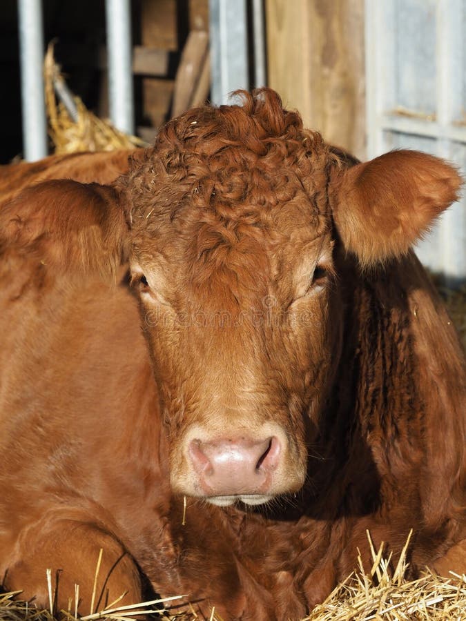 Commercial Cow Headshot stock photo. Image of agricultural - 203783824