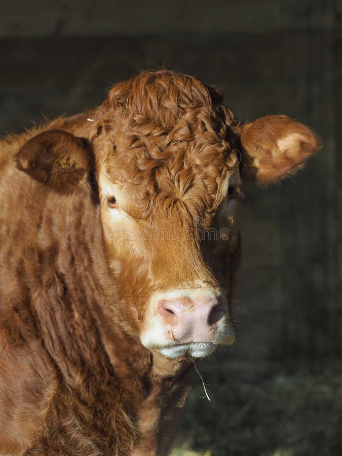 Commercial Cow Headshot stock image. Image of countryside - 203783839
