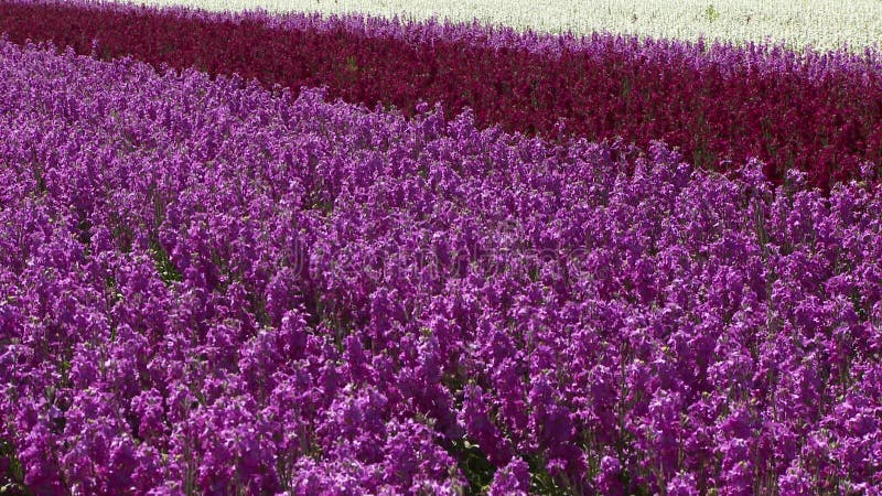 Commercial Flower Farm stock footage. Video of nature - 257814432