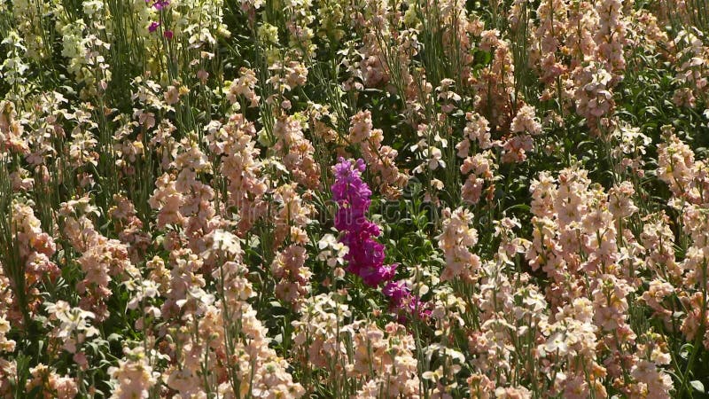 Commercial Flower Farm stock footage. Video of commercial - 257814510