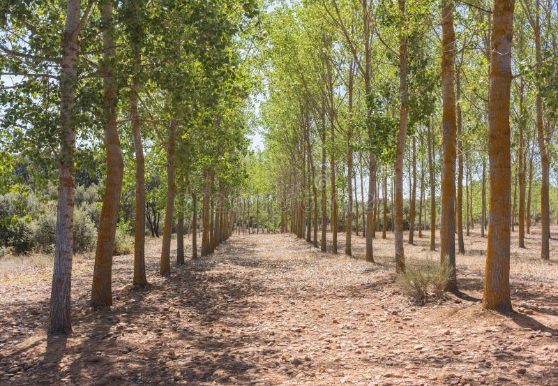 Commercial Forest with Trees Aligned in Rows. Stock Image - Image of ...