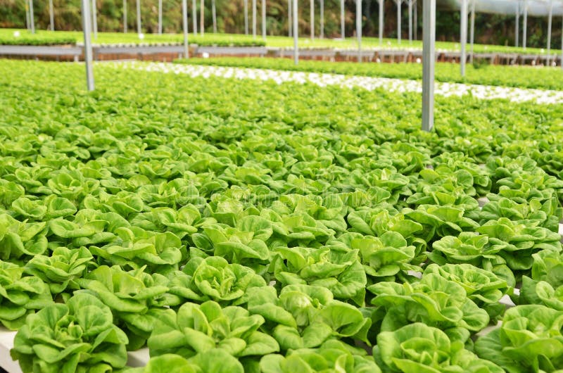 Soilless greenhouse stock photo. Image of hydroponics - 21967936