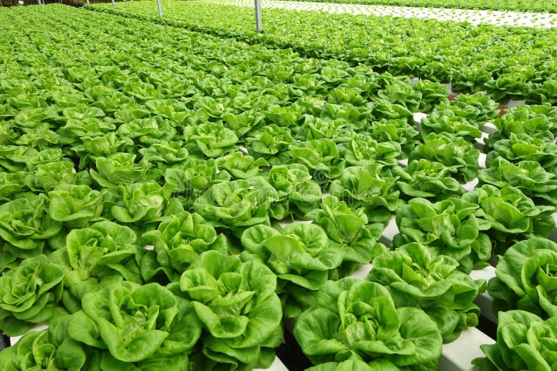 Commercial Greenhouse Soilless Cultivation of Vegetables Stock Image ...