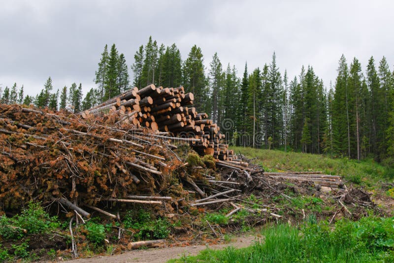 Commercial Logging stock photo. Image of pine, harvest - 21991156