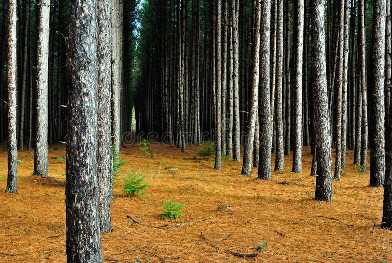 Commercial Pulp Forest Rows of Pine with Small Trees Growing between ...