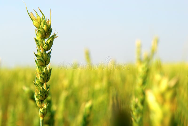 Spring Wheat stock image. Image of blue, wheat, space - 11114991