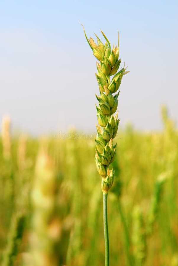 Commercial Spring Wheat Crop Stock Photo - Image of spring, agriculture ...