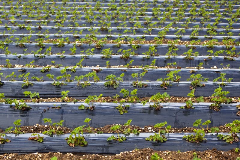 Commercial Strawberry Fields Stock Image - Image of soil, horticulture ...