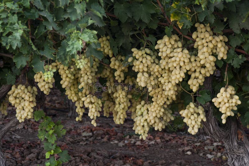 Commercially Grown Ripe, Robust Bunches of Green Grape Clusters Hang ...