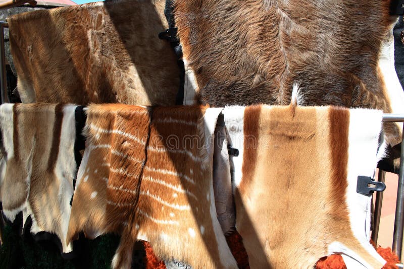 Commercio Della Pelle Animale Fotografia Stock - Immagine di durban ...