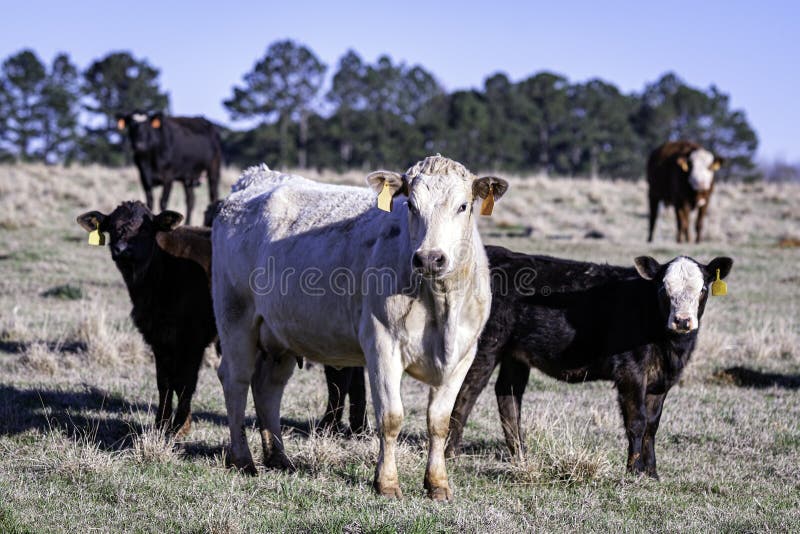 Commerical Cows and Calves on Early Spring Pasture Stock Photo - Image ...