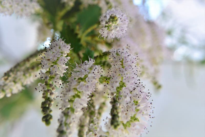 Commiphora myrrha tree stock image. Image of commiphora - 33037819