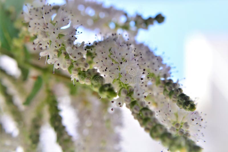 Commiphora myrrha tree stock image. Image of commiphora - 33037819