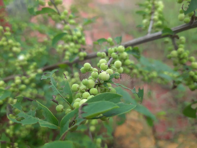 Commiphora wightii plant. stock photo. Image of acorn - 298895940