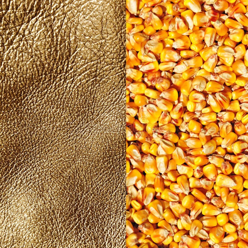 Commodity Background, Gold Corn Stock Image - Image of design, product ...