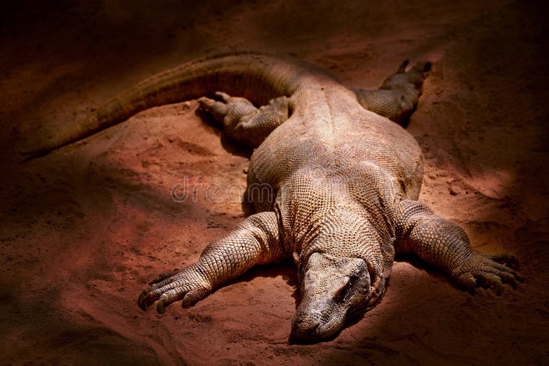 Commodore animal stock image. Image of danger, animal - 19522557