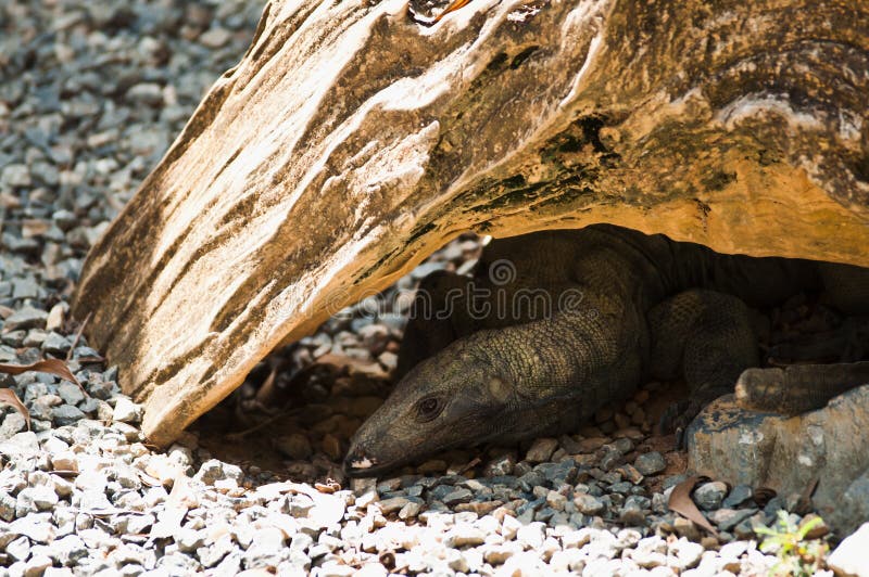 Commodore animal stock image. Image of danger, animal - 19522557