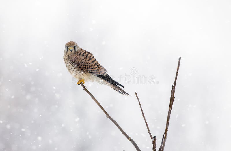 Kestrel on a tree stock image. Image of tree, cold, hunting - 48456201