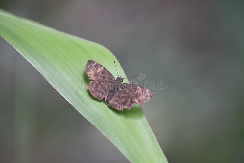 COMMON SMALL FLAT- Butterfly Stock Image - Image of common, flat: 254317157