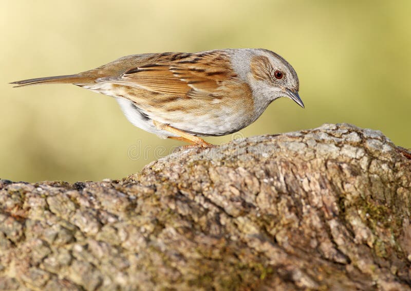 Common Accentor Trunk stock image. Image of green, detail - 18973459