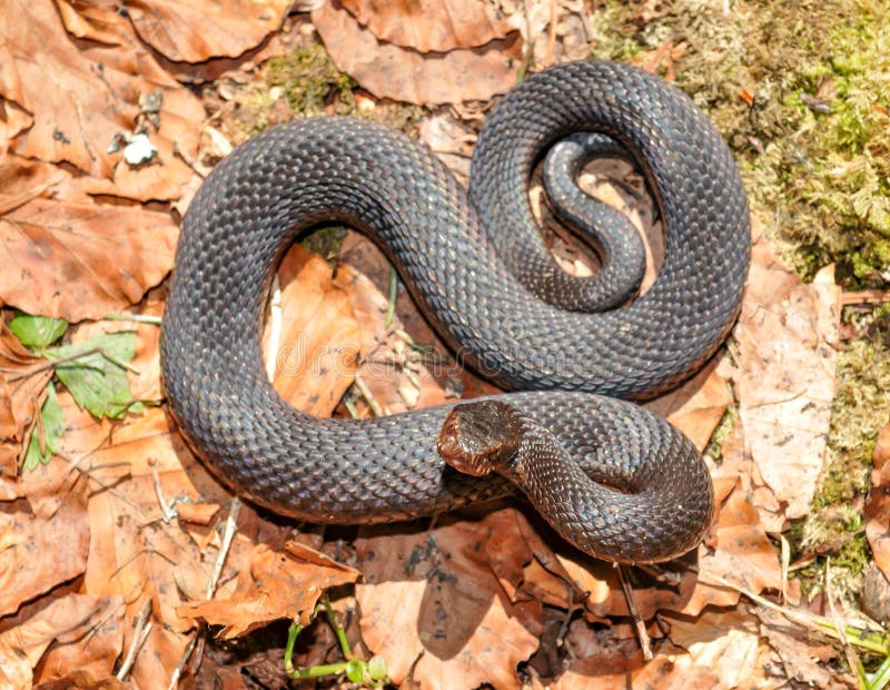 Common adder, vipera berus stock image. Image of head - 204551101