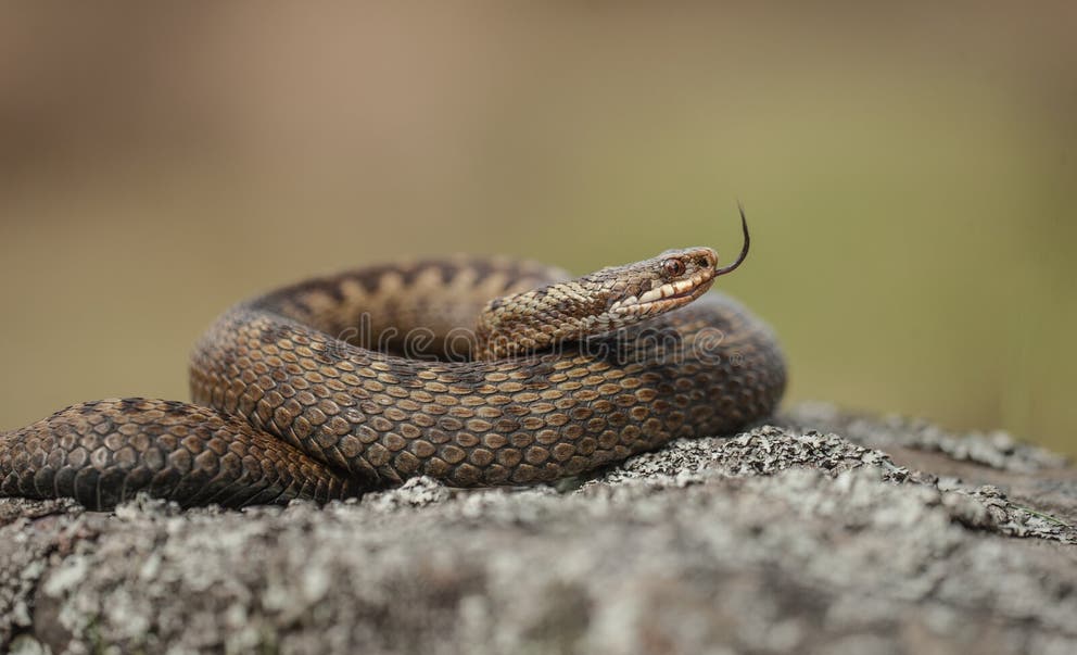 Common Adder stock photo. Image of wild, flick, snake - 68110834