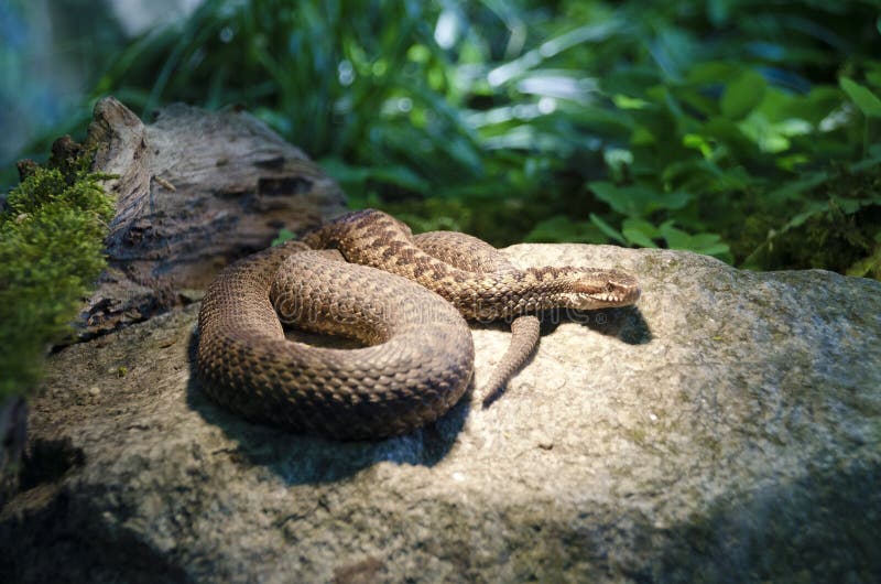 Common adder stock image. Image of ectothermic, scales - 115564123