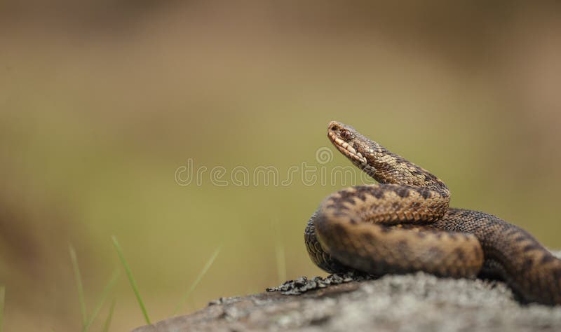 Common Adder stock image. Image of bokeh, rocks, district - 68110589