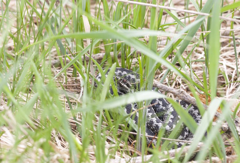 Common Adder or Viper Snake on Grass Stock Image - Image of common ...