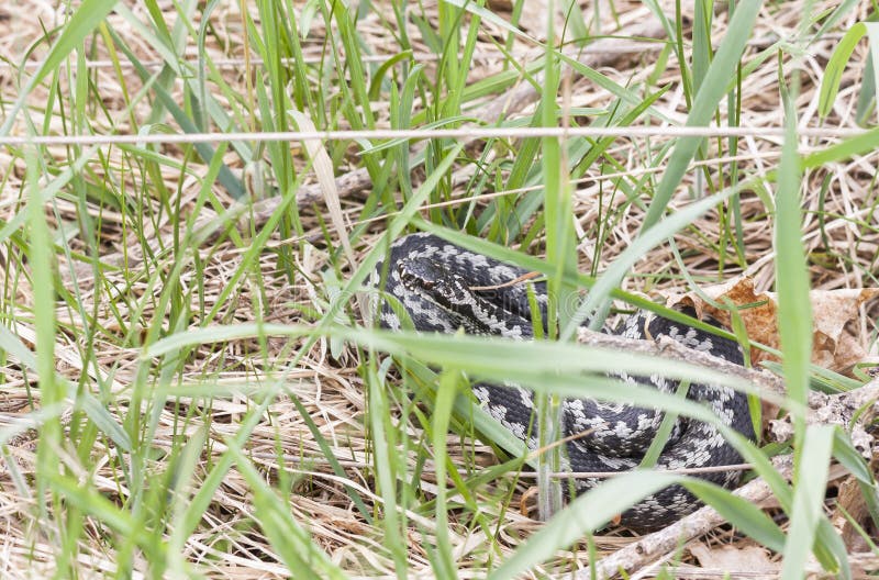 Common Adder or Viper Snake on Grass Stock Image - Image of adder ...