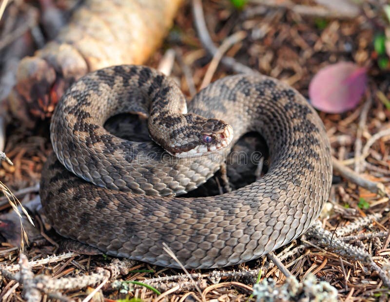 Common adder, vipera berus stock photo. Image of predator - 204549990