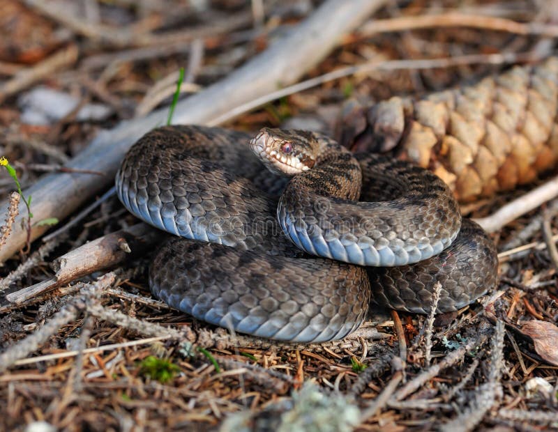 Common adder, vipera berus stock image. Image of alps - 204549995
