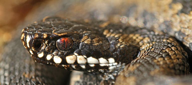 Common adder Vipera berus stock photo. Image of vipera - 77275254