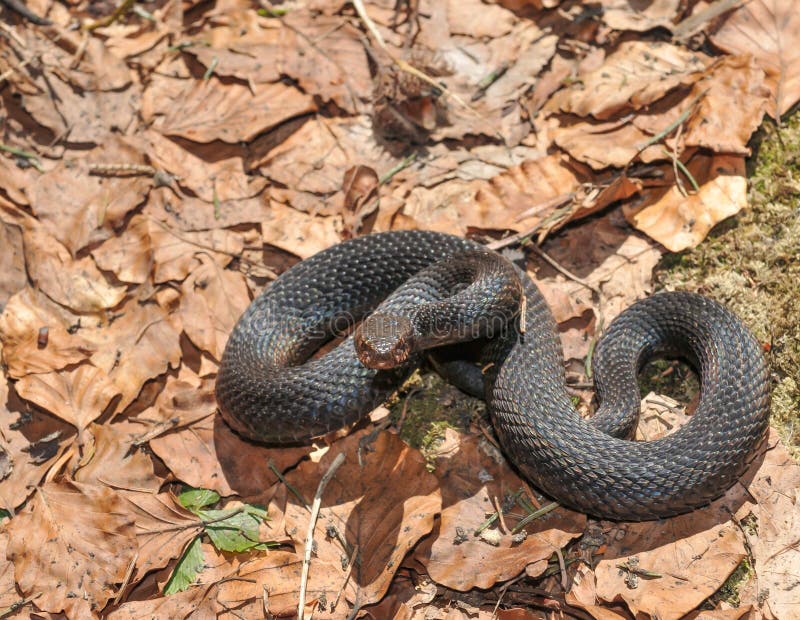 Common adder, vipera berus stock image. Image of poisonous - 204551069