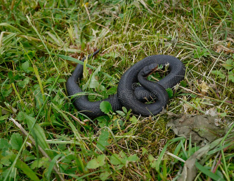 Common adder, vipera berus stock image. Image of alps - 204551155