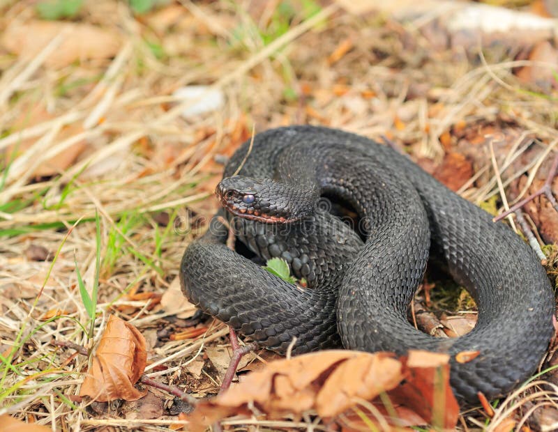 Common adder, vipera berus stock image. Image of snake - 204551163