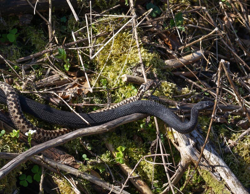 Common adder, vipera berus stock image. Image of face - 204551317