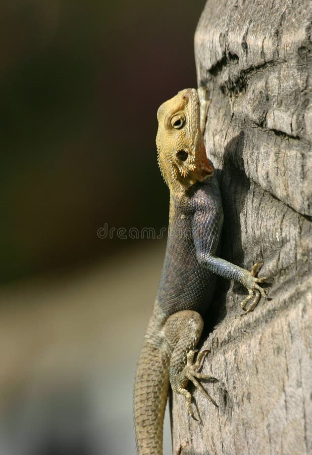 Common Agama Red Headed Rock Agama or Rainbow Agama a Lizard Family ...