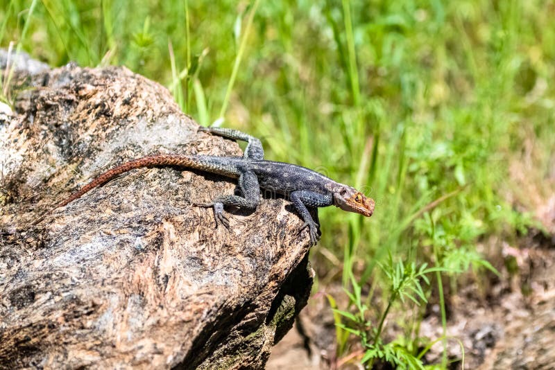 A Common Agama, Lizard in Namibia Stock Image - Image of endangered ...
