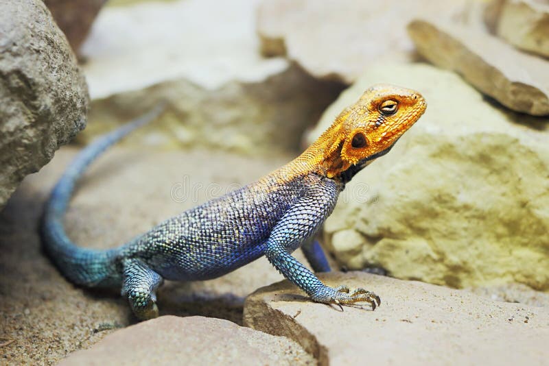 Common Agama Red Headed Rock Agama or Rainbow Agama a Lizard Family ...