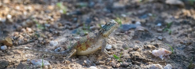 A Common Agama, Lizard in Namibia Stock Photo - Image of lizzard, green ...
