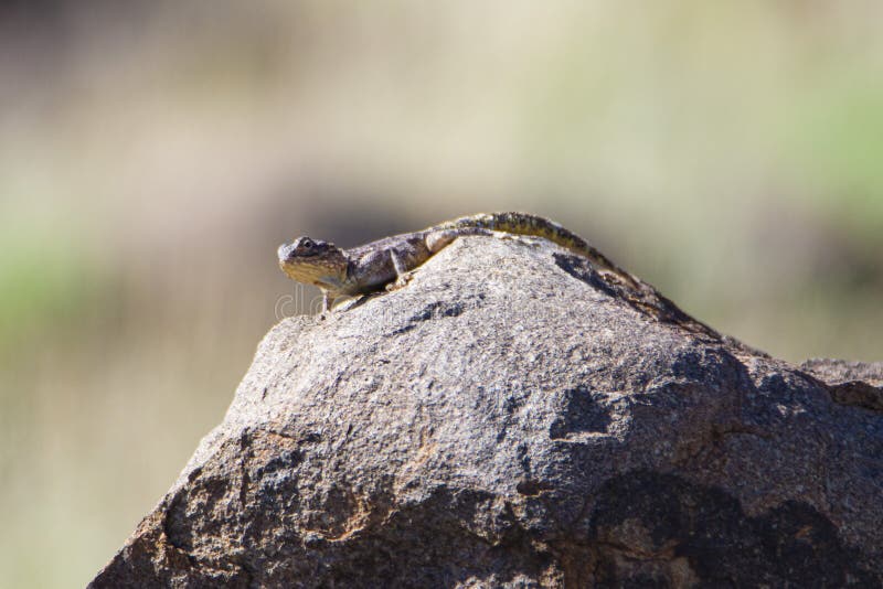 A Common Agama Female Lizard in Namibia. Stock Photo - Image of park ...