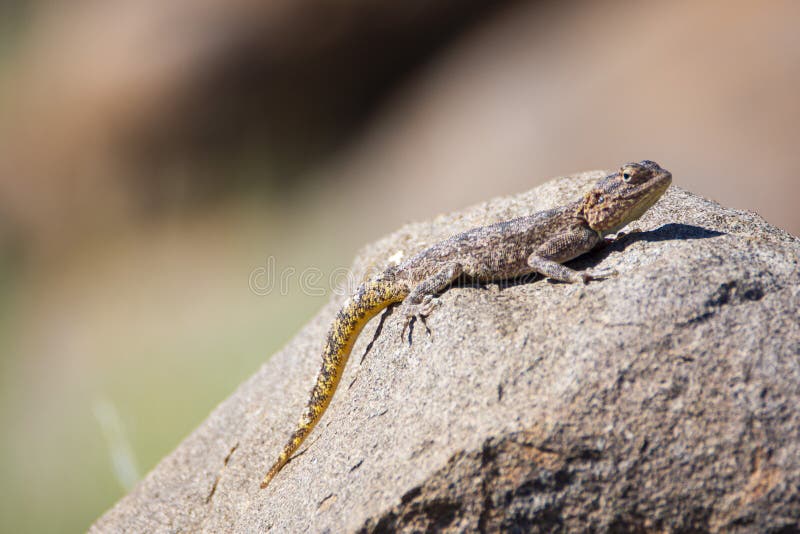 A Common Agama Female Lizard in Namibia. Stock Photo - Image of female ...