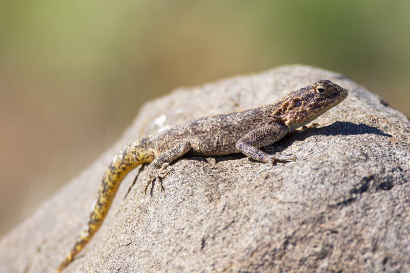A Common Agama Female Lizard in Namibia. Stock Image - Image of meat ...