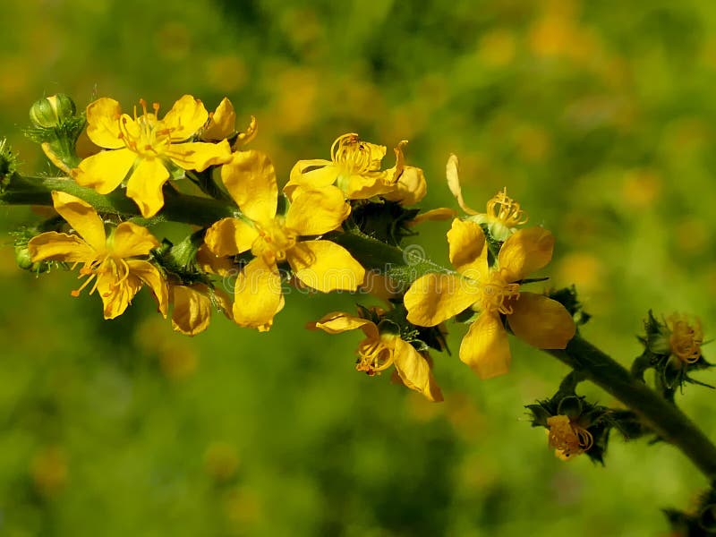 Common Agrimony with Flower in Summer Stock Photo - Image of petal ...