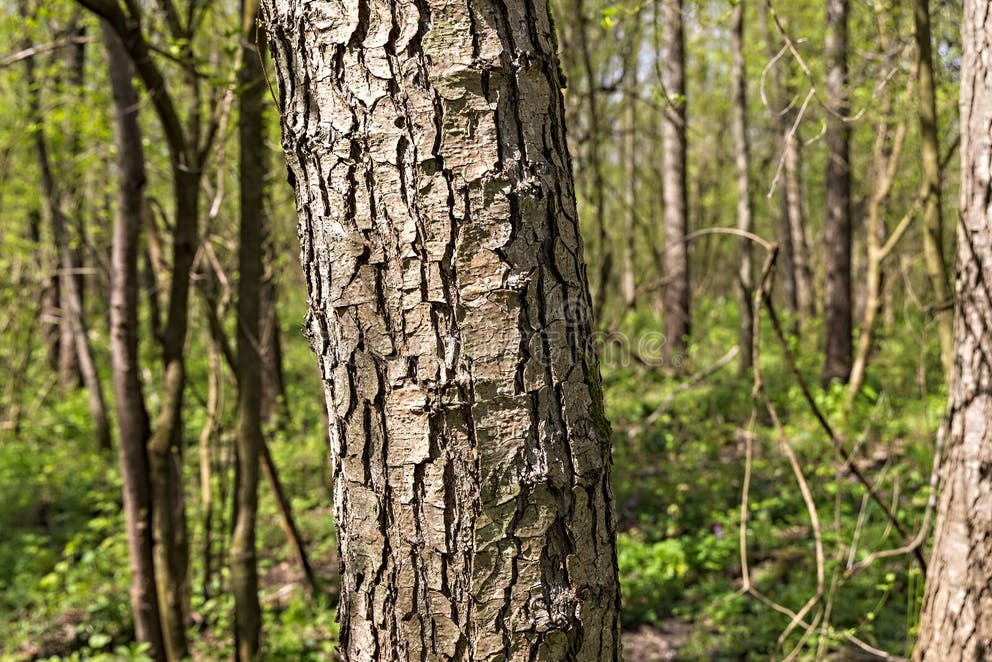 The Common Alder Tree (Alnus Glutinosa) Stock Image - Image of sunny ...