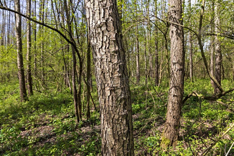 The Common Alder Tree (Alnus Glutinosa) Stock Image - Image of european ...