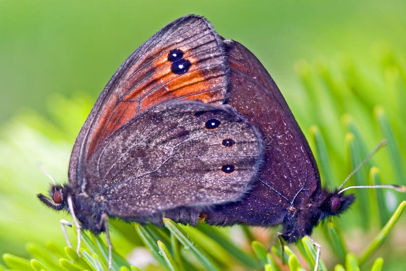 Common Alpine Butterflies Breeding Stock Image - Image of common ...