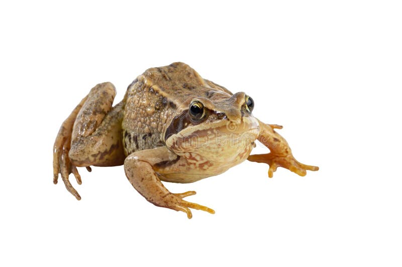 Common American Frog on White Isolated Close-up Stock Photo - Image of ...